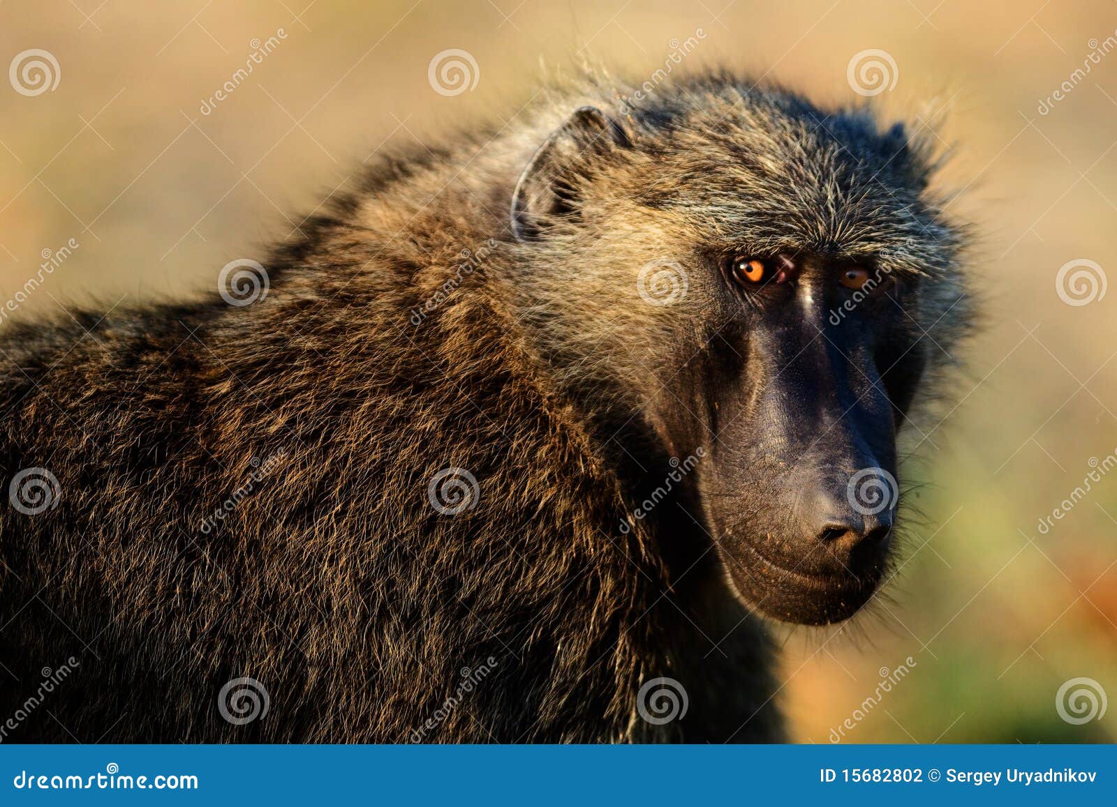 Portrait of a baboon. stock photo. Image of hair, dark - 15682802