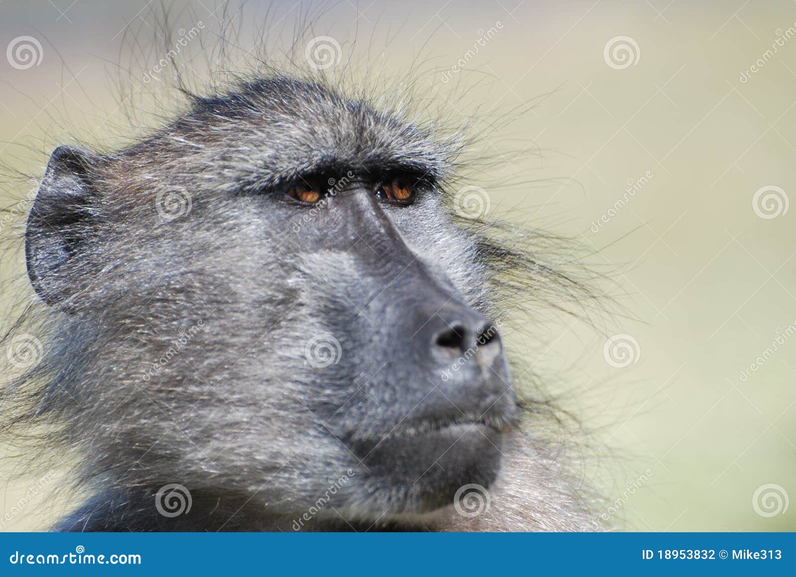 Portrait of a Baboon stock photo. Image of park, sitting - 18953832