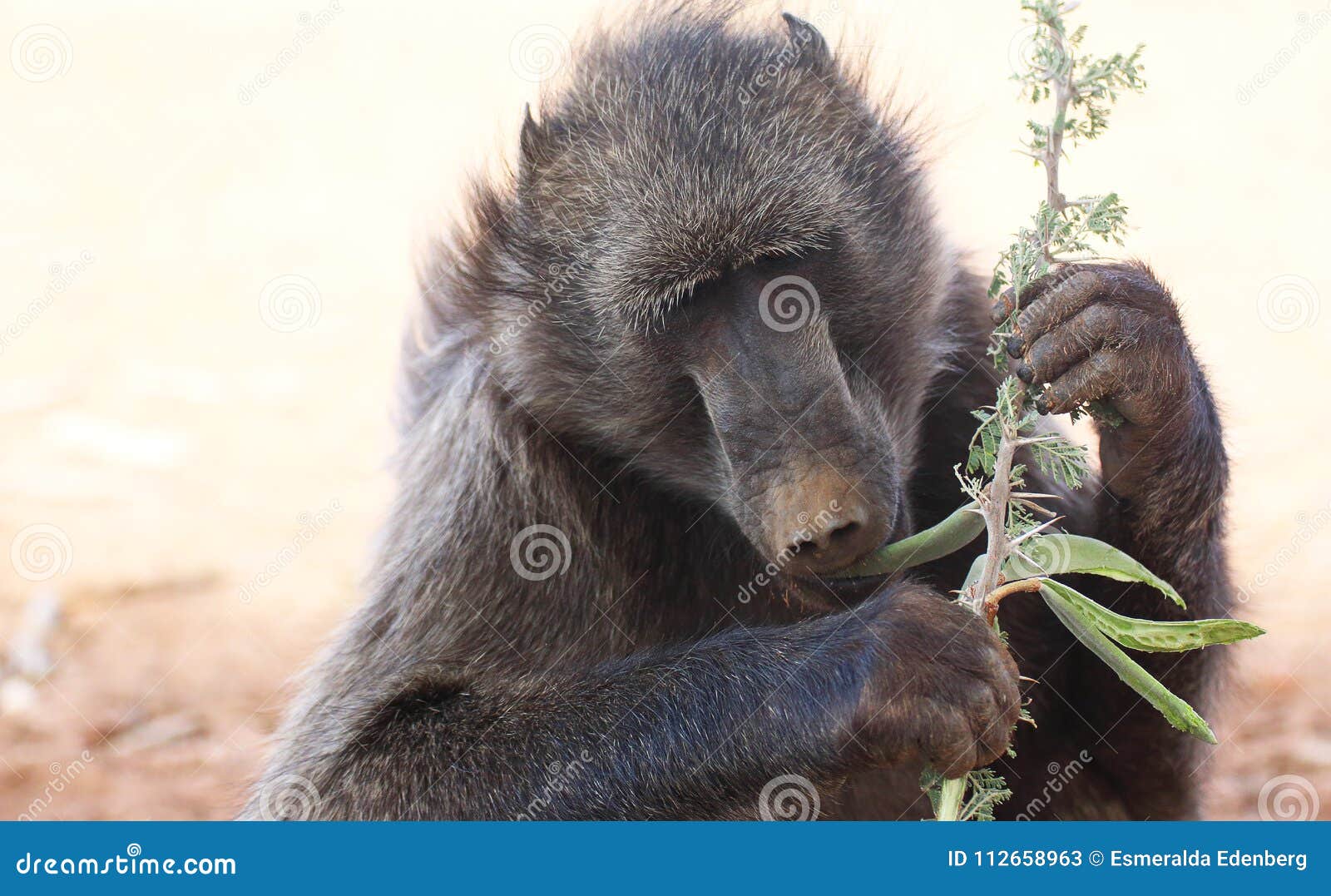 Eating baboon stock image. Image of chacma, baboon, africa - 112658963