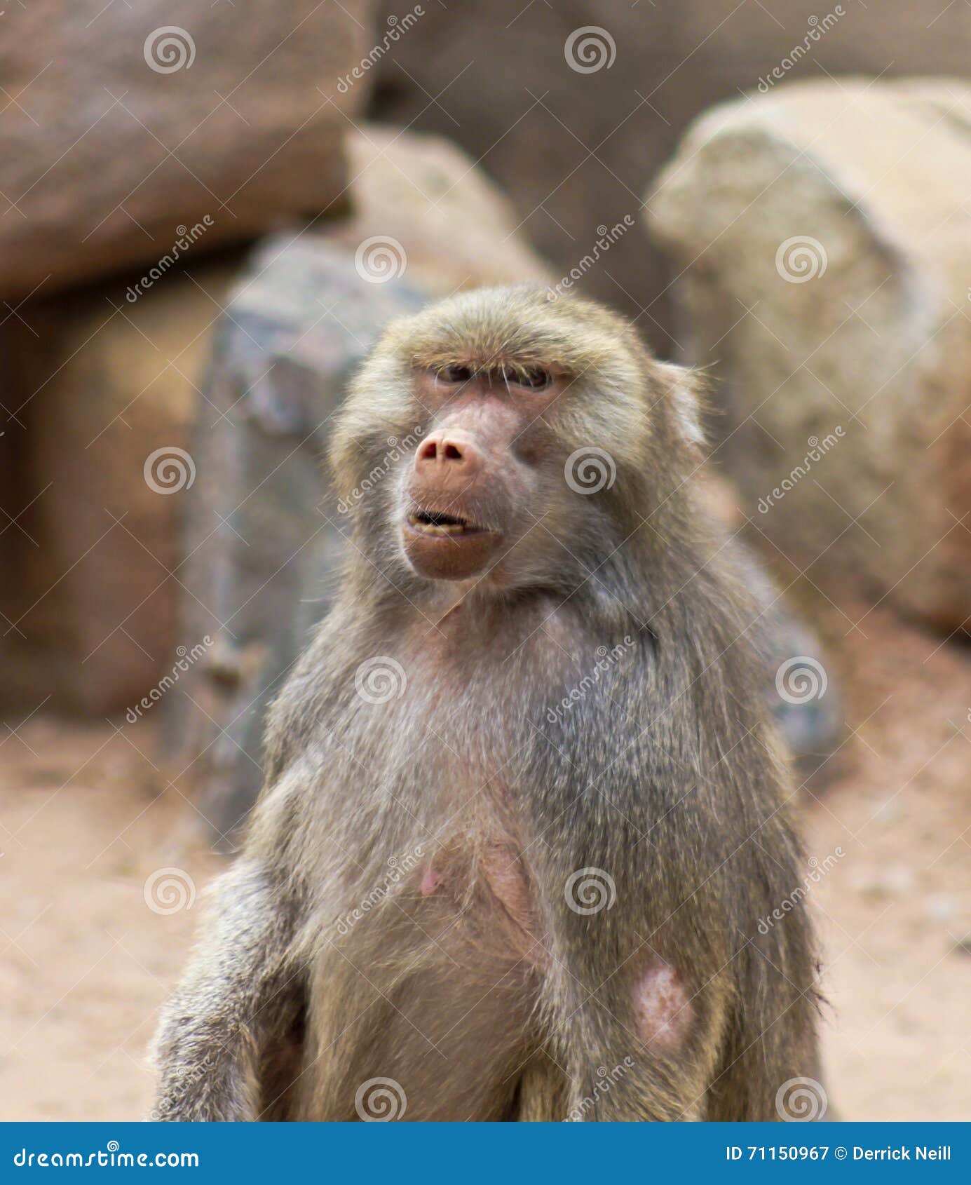 A Portrait of a Baboon with an Intense Stare Stock Image - Image of ...