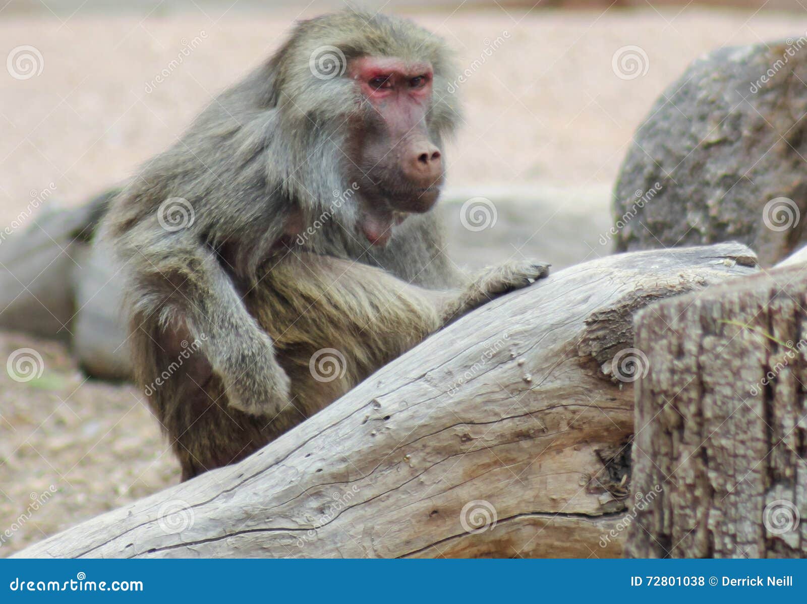 A Portrait of a Baboon with an Intense Stare Stock Photo - Image of ...