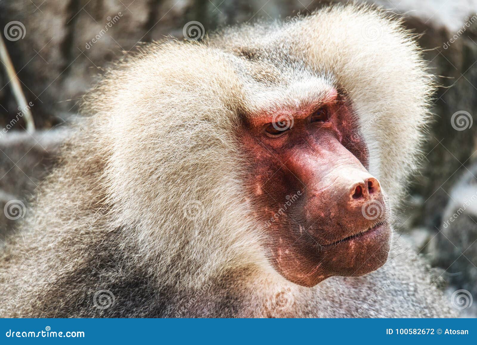 Baboon portrait stock photo. Image of facial, papio - 100582672