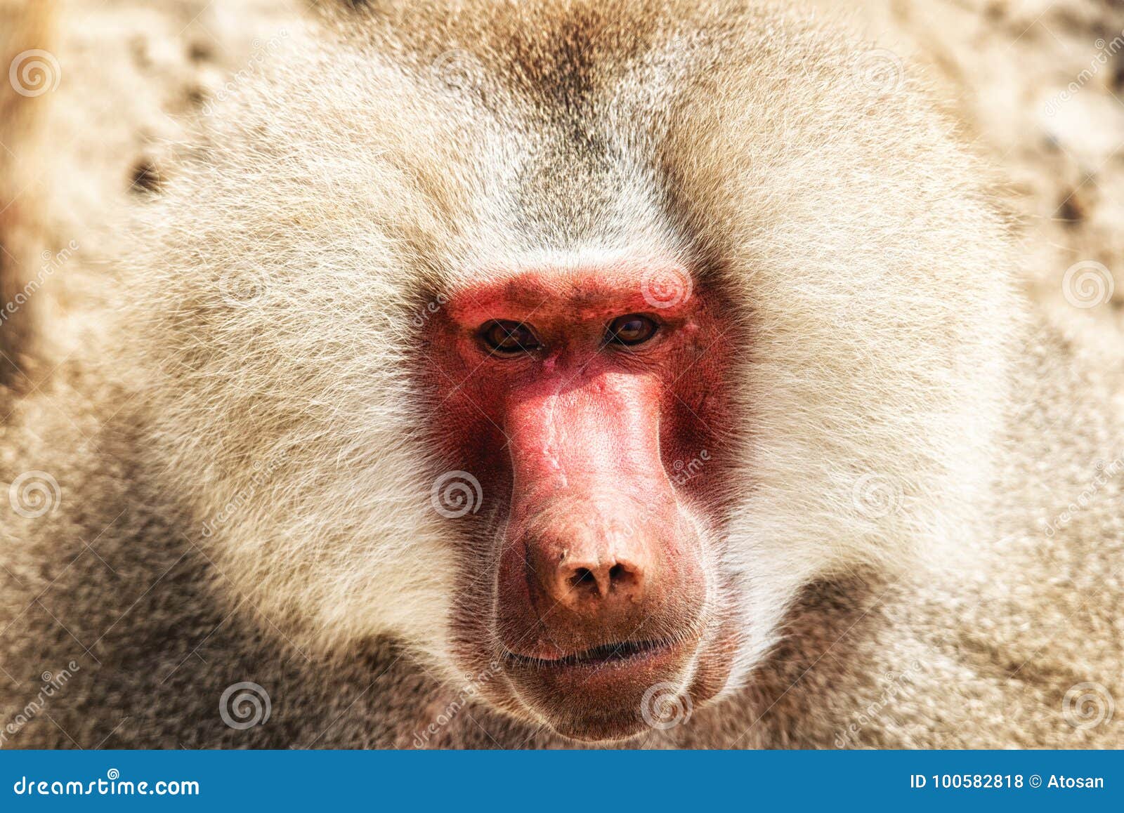 Baboon portrait stock photo. Image of contact, wildlife - 100582818