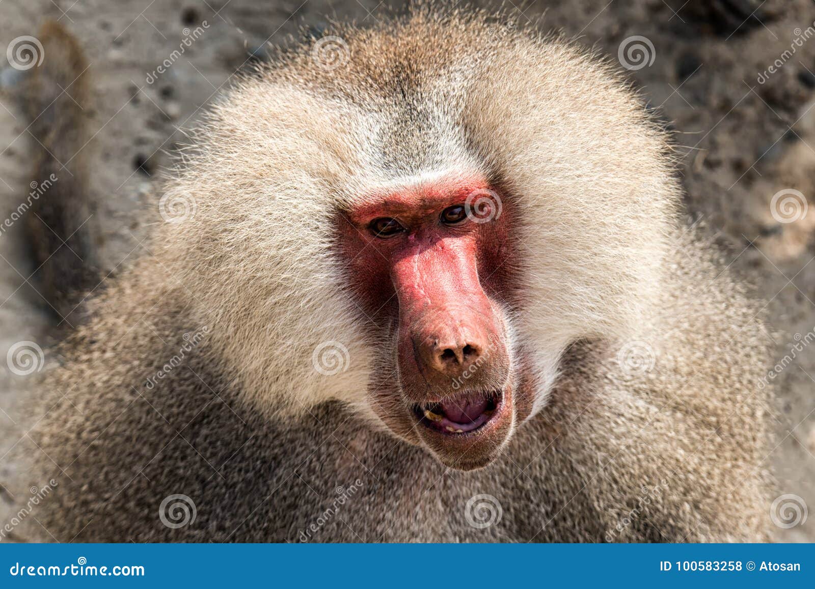 Baboon portrait stock photo. Image of portrait, papio - 100583258