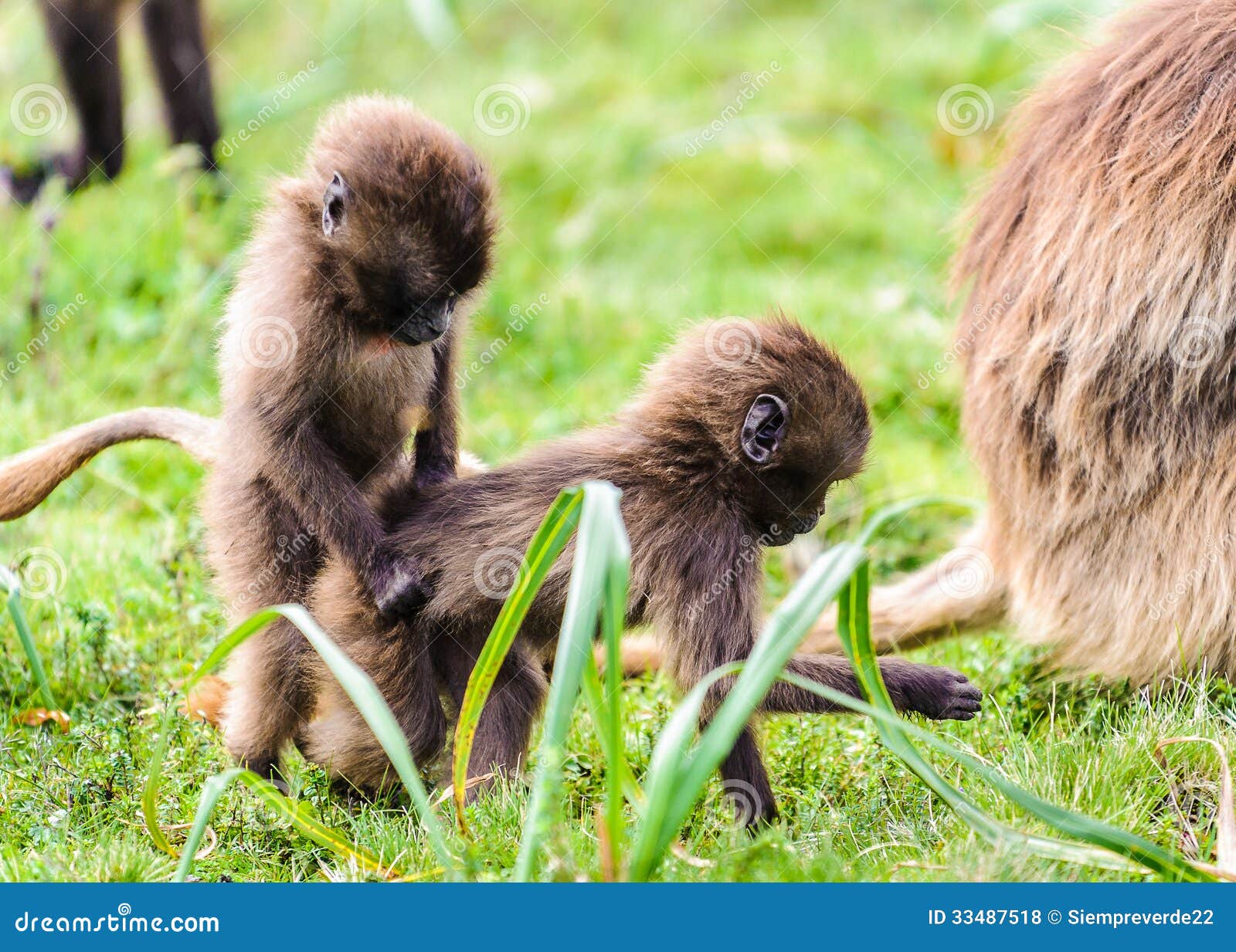 Portrait of a baboon stock photo. Image of safari, protection - 33487518