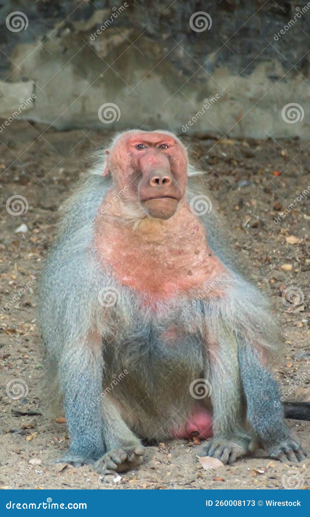 Portrait of a Baboons Monkey Sitting in the Zoo, Vertical Stock Image ...