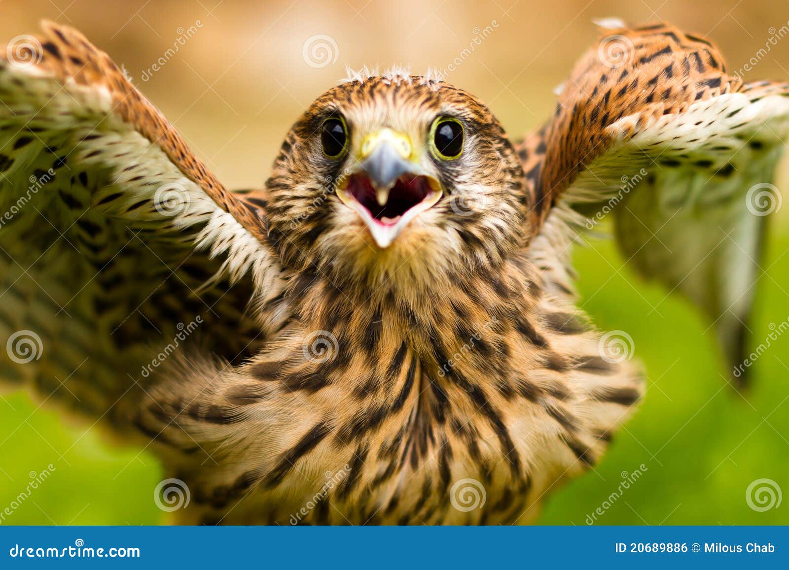 Portrait of a baby falcon stock photo. Image of baby - 20689886