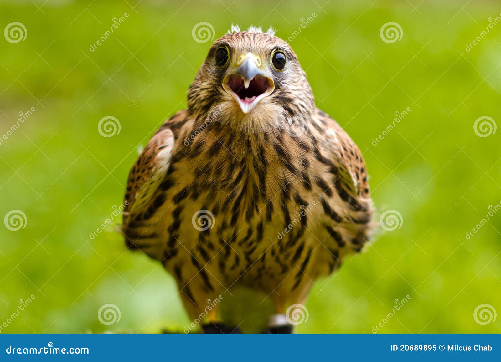Portrait of a baby falcon stock image. Image of gaze - 20689895