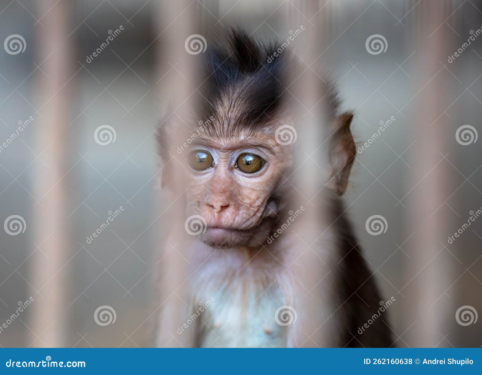 Portrait of a Baby Monkey in a Zoo Cage. Stock Photo - Image of primate ...