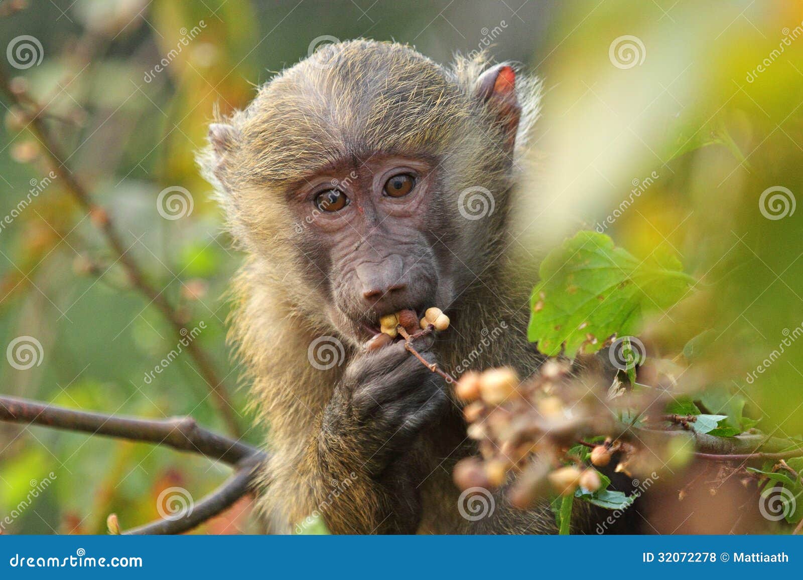 Portrait of Baby Olive Baboon (Papio Anubis) Stock Photo - Image of ...