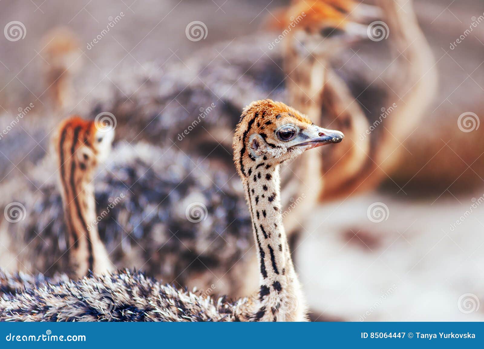 Portrait of a Baby Ostrich. Stock Image - Image of chick, closeup: 85064447