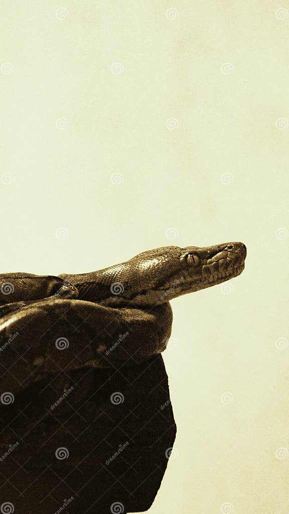A Portrait of a Baby Python Stock Image - Image of reticulated, guinea ...