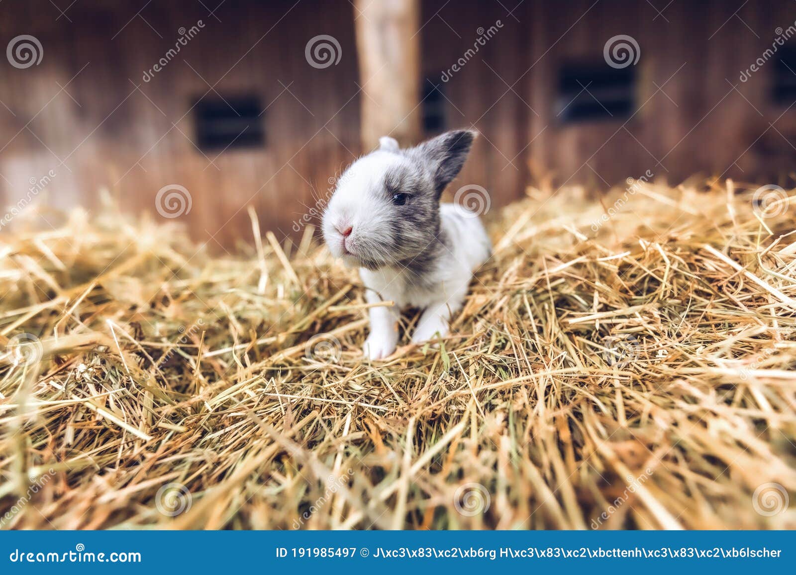 A Portrait of a Baby Rabbit at a Farm Stock Image - Image of baby, pets ...