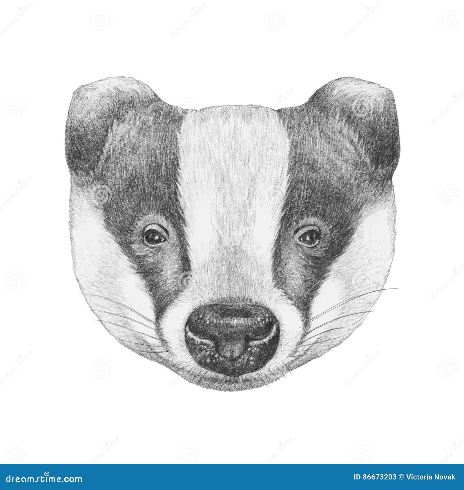Portrait of Badger. stock illustration. Illustration of animal - 86673203