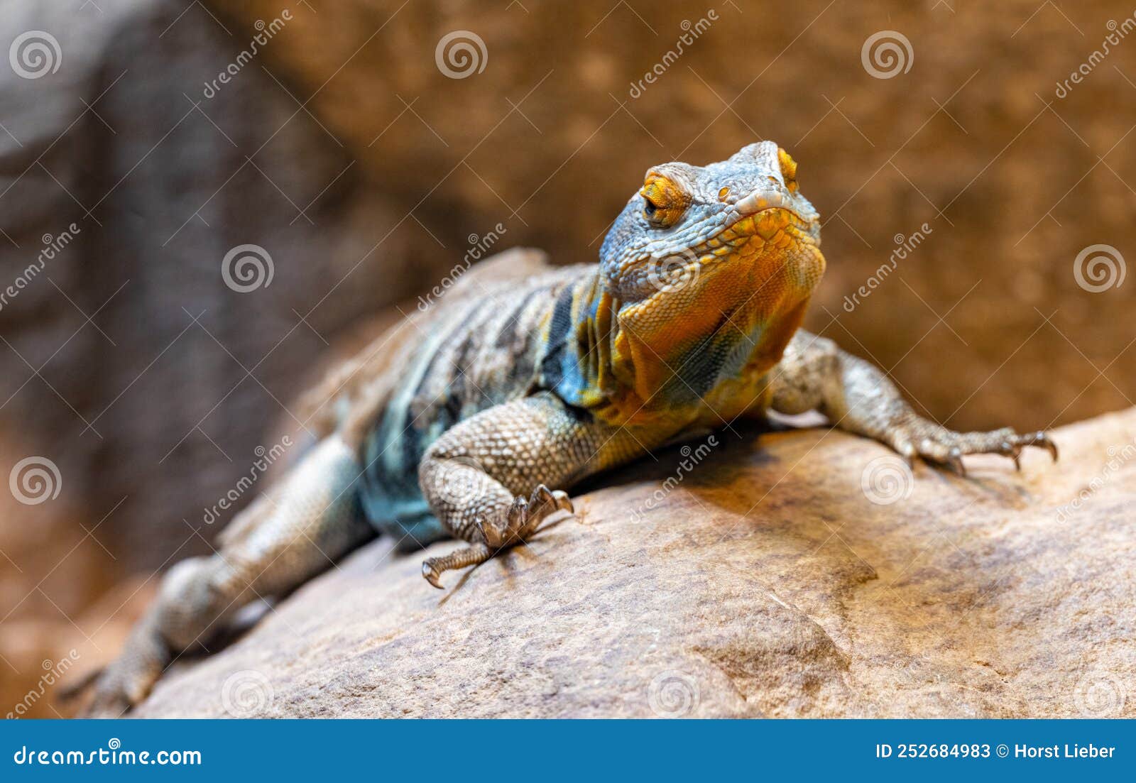 Portrait of Baja Blue Rock Lizard Petrosaurus Thalassinus Basking on ...