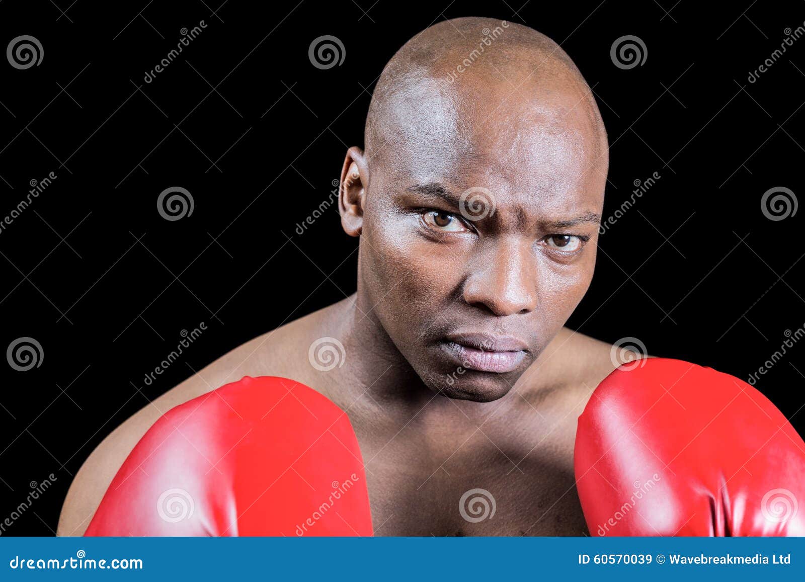 Portrait of Bald Boxer in Gloves Stock Image - Image of body ...