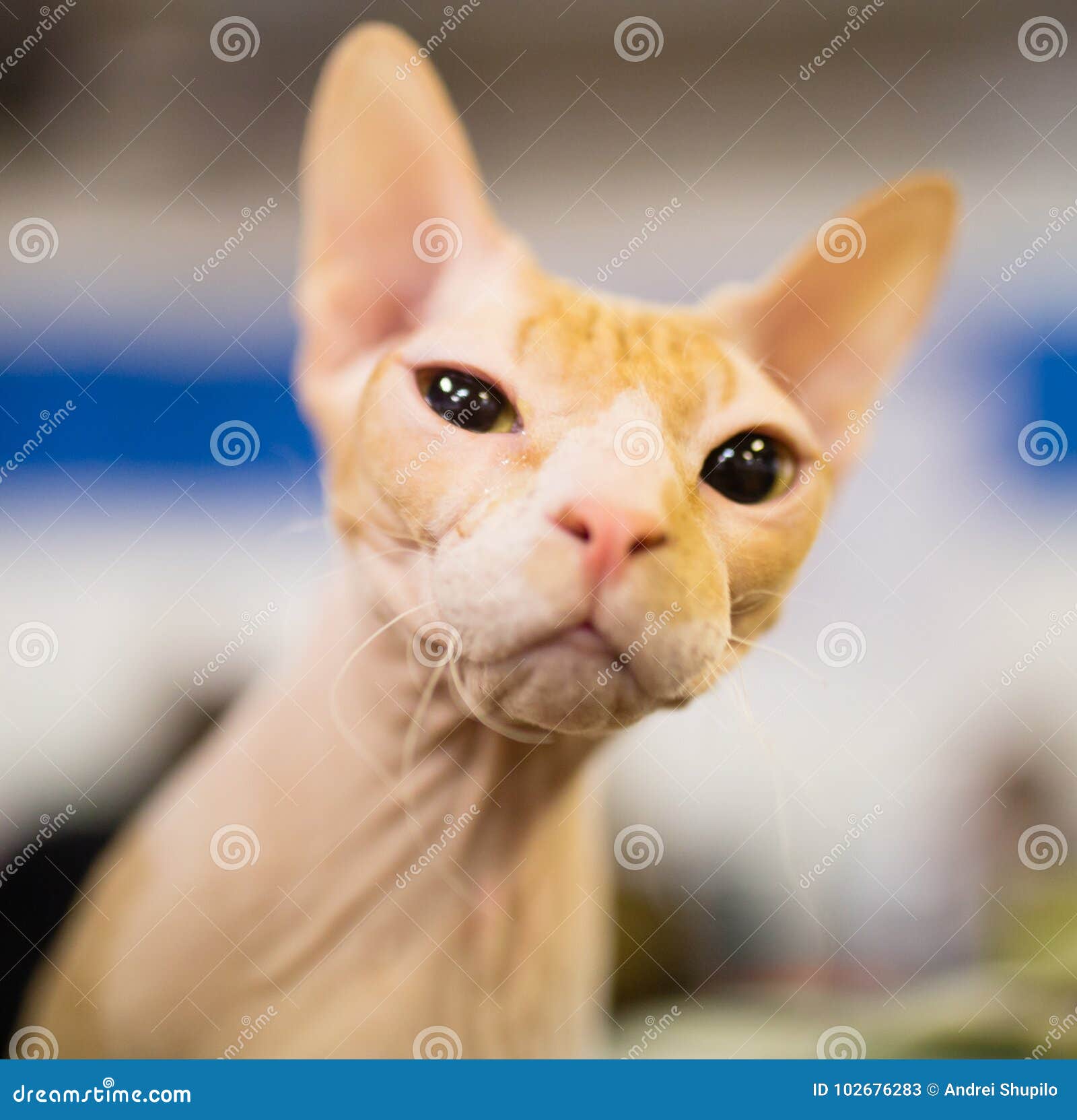 Portrait of a Bald Cat at an Exhibition Stock Image - Image of unusual ...