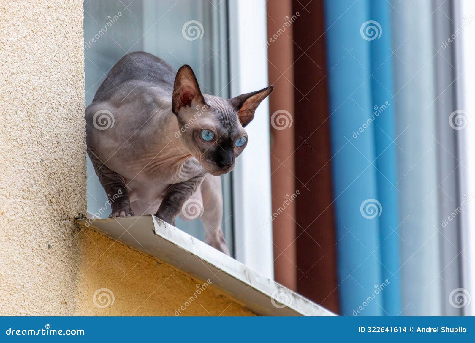 Portrait of a Bald Cat on the Windowsill Stock Photo - Image of sitting ...