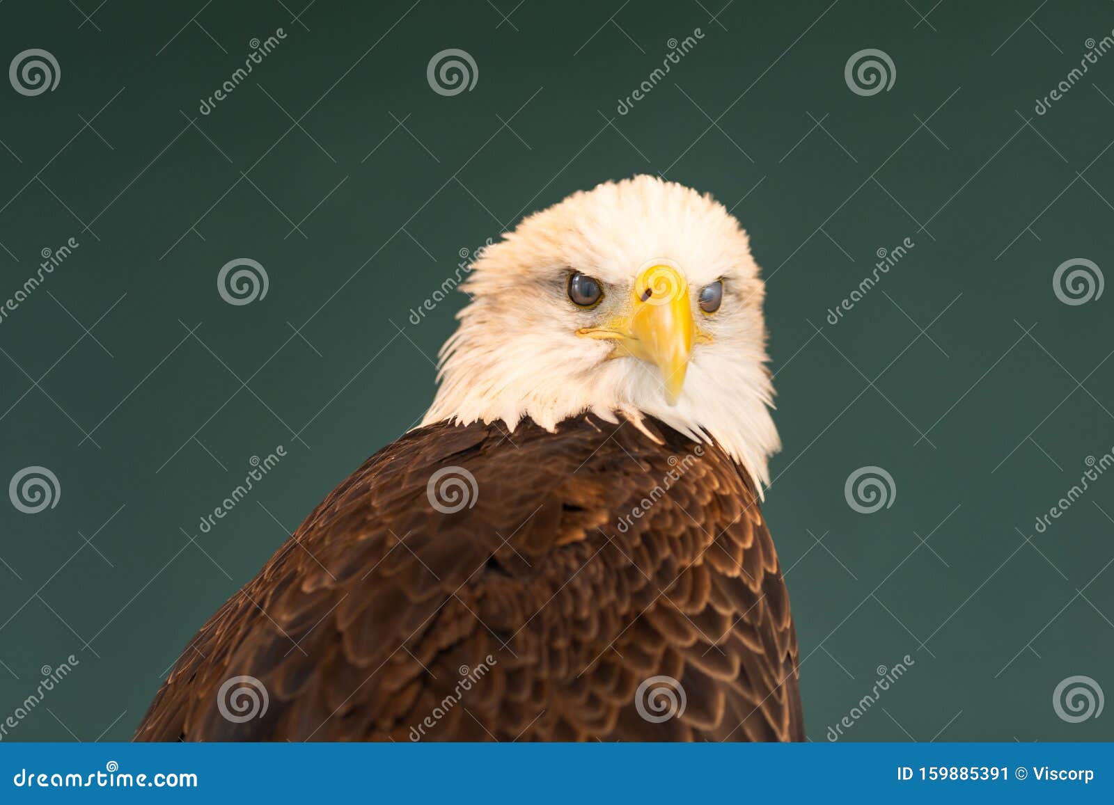 Portrait of a Bald Eagle Blinking Stock Image - Image of face, birds ...