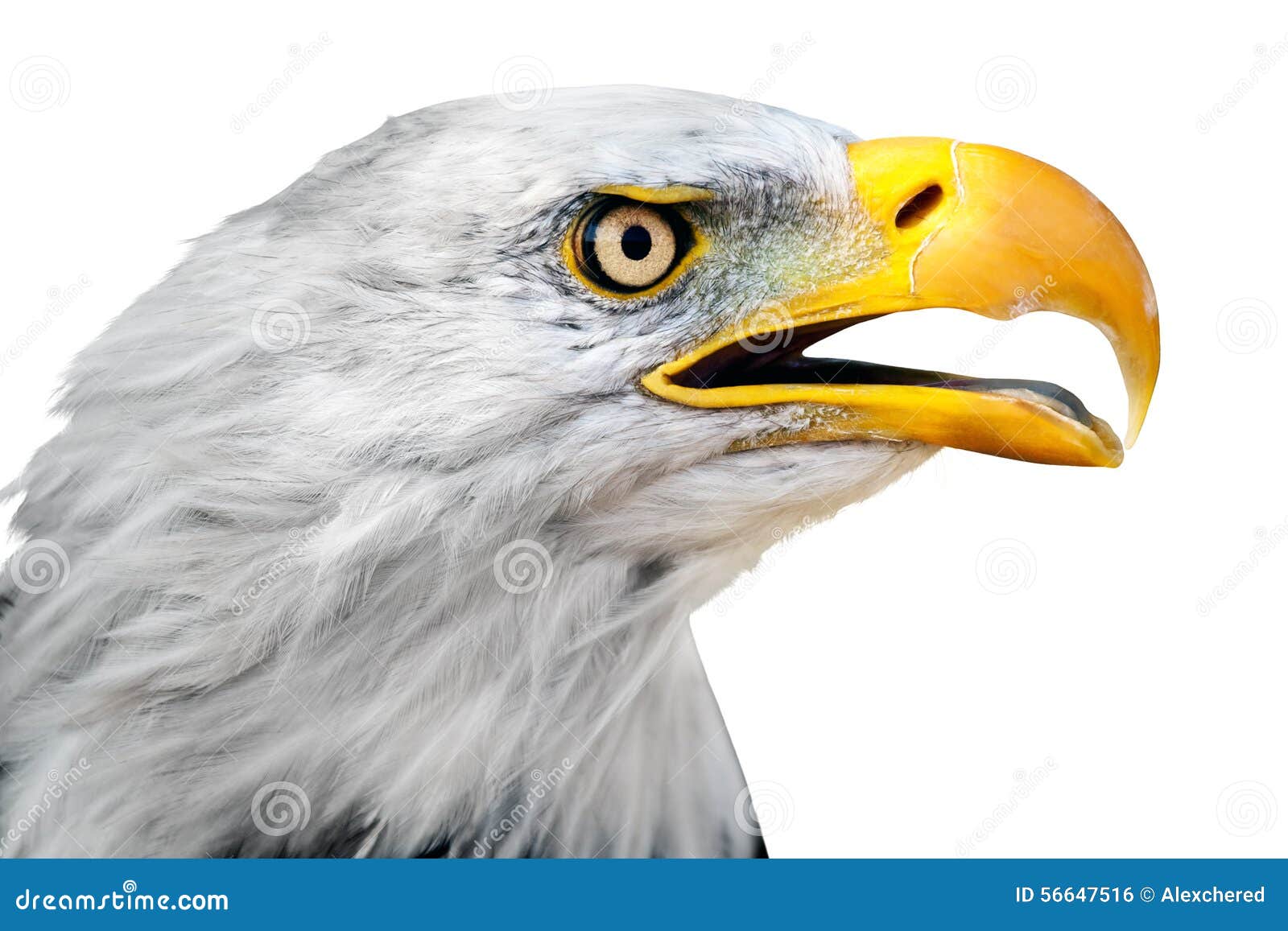 Portrait of Bald Eagle Isolated on White Stock Photo - Image of look ...