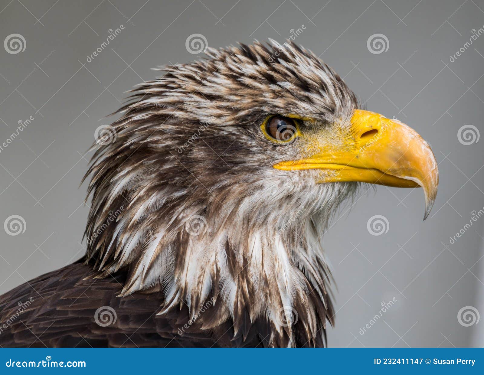 Portrait of bald eagle stock image. Image of view, seabird - 232411147