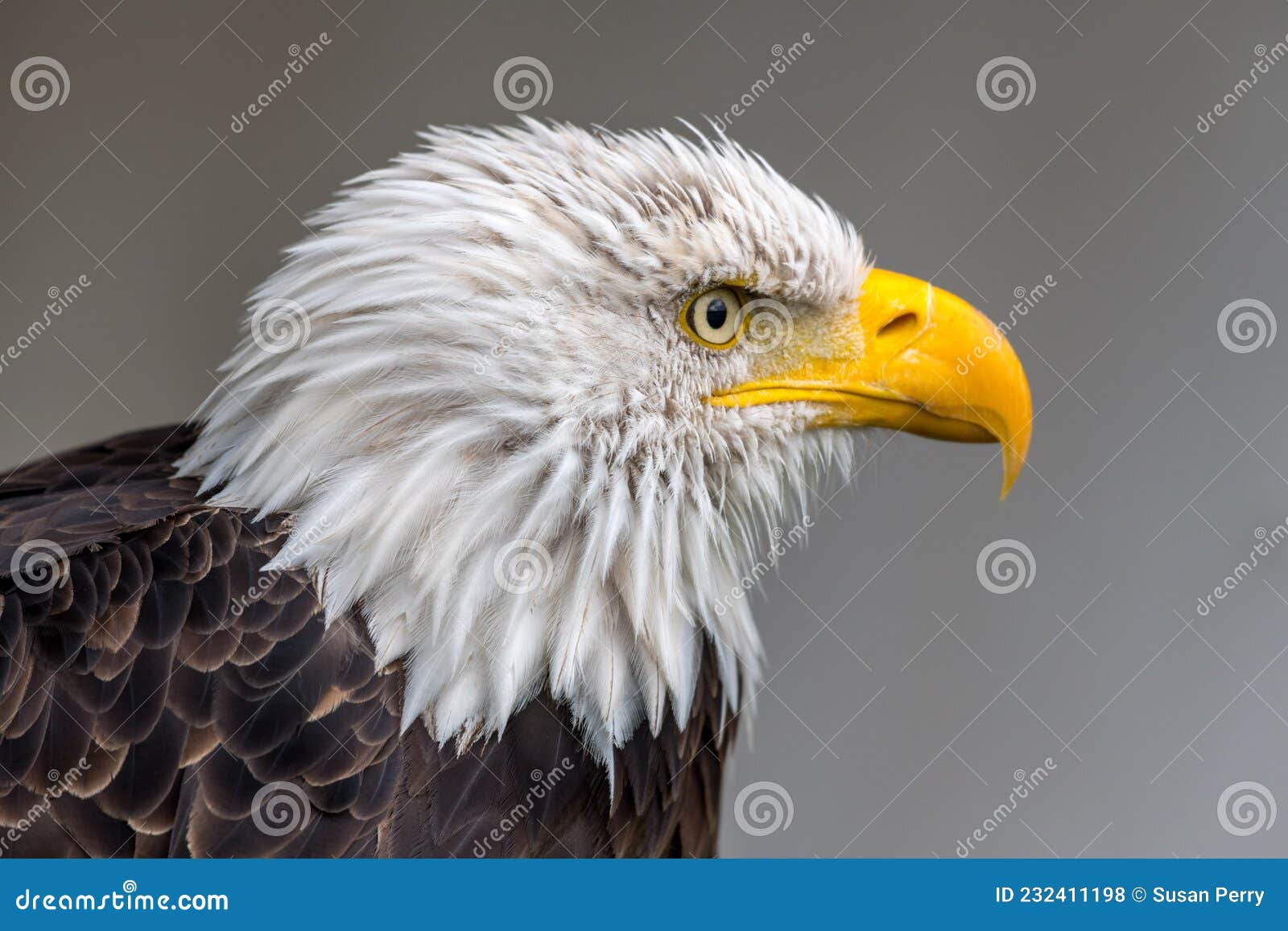 Portrait of bald eagle stock photo. Image of buzzard - 232411198