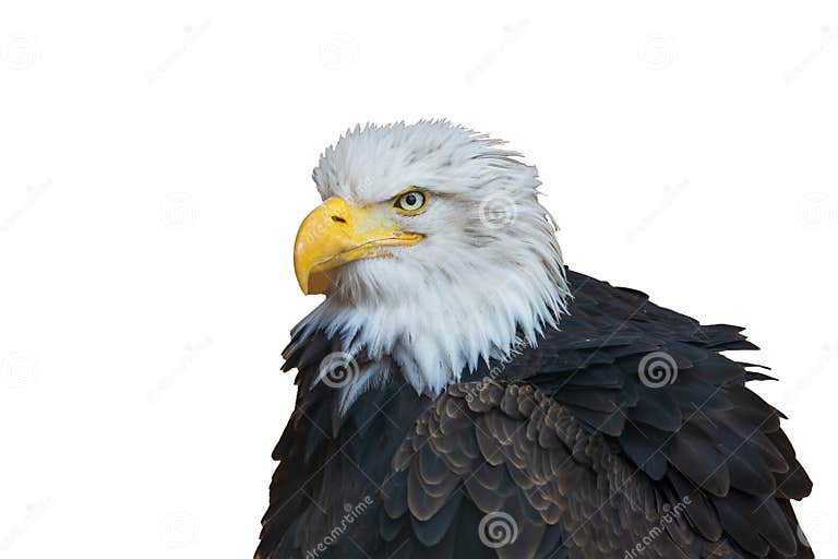 Portrait of a Bald Eagle on a White Background Stock Photo - Image of ...