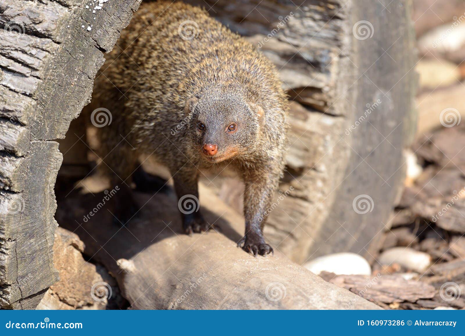 Portrait of Banded Mongoose - Mungos Mungo on the Log Stock Photo ...