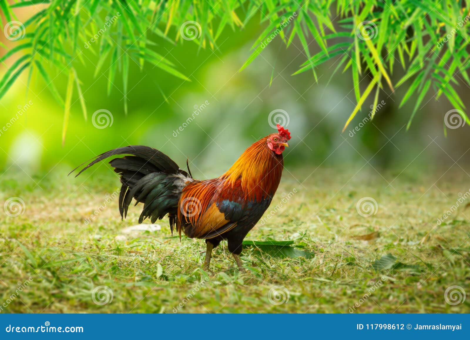 Portrait of Bantam Chicken on the Grass, Poultry Stock Photo - Image of ...
