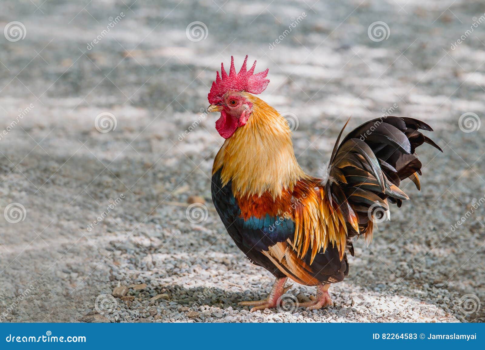 Portrait of Bantam Chickens Stock Image - Image of cockscomb, green ...