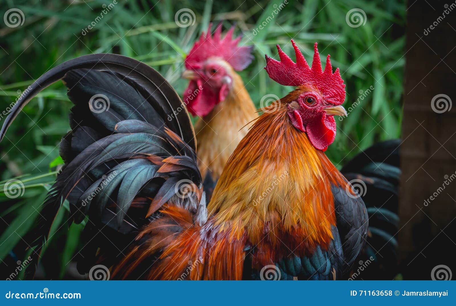 Portrait Of Bantam Chickens, Poultry Royalty-Free Stock Photography ...