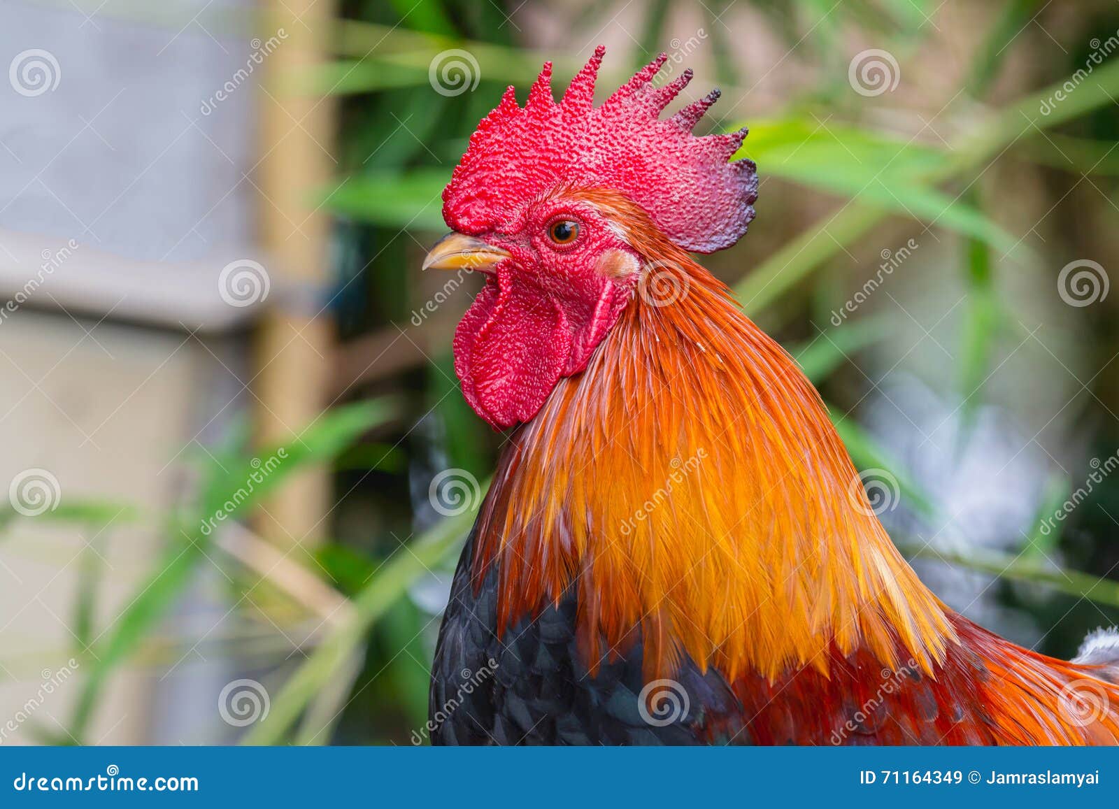 Portrait of Bantam Chickens, Poultry Stock Image - Image of looking ...