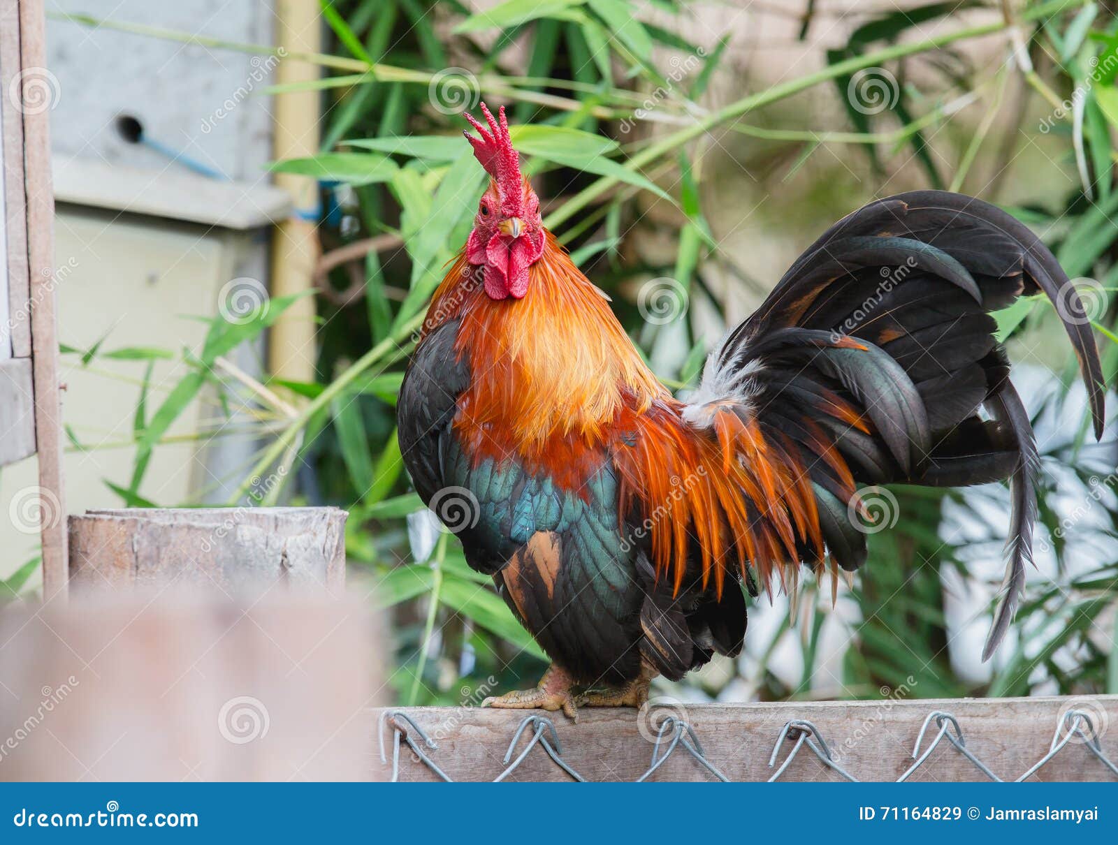 Portrait of Bantam Chickens, Poultry Stock Image - Image of chickens ...