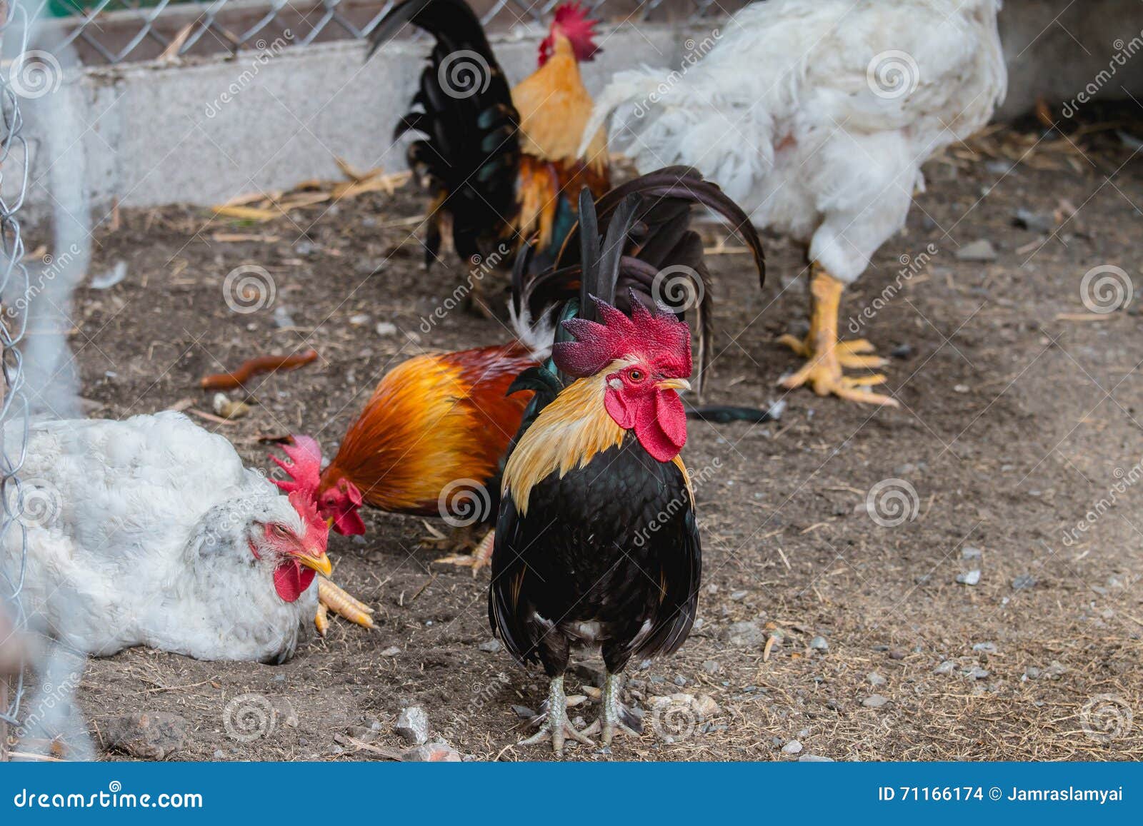 Portrait of Bantam Chickens, Poultry Stock Photo - Image of crest ...