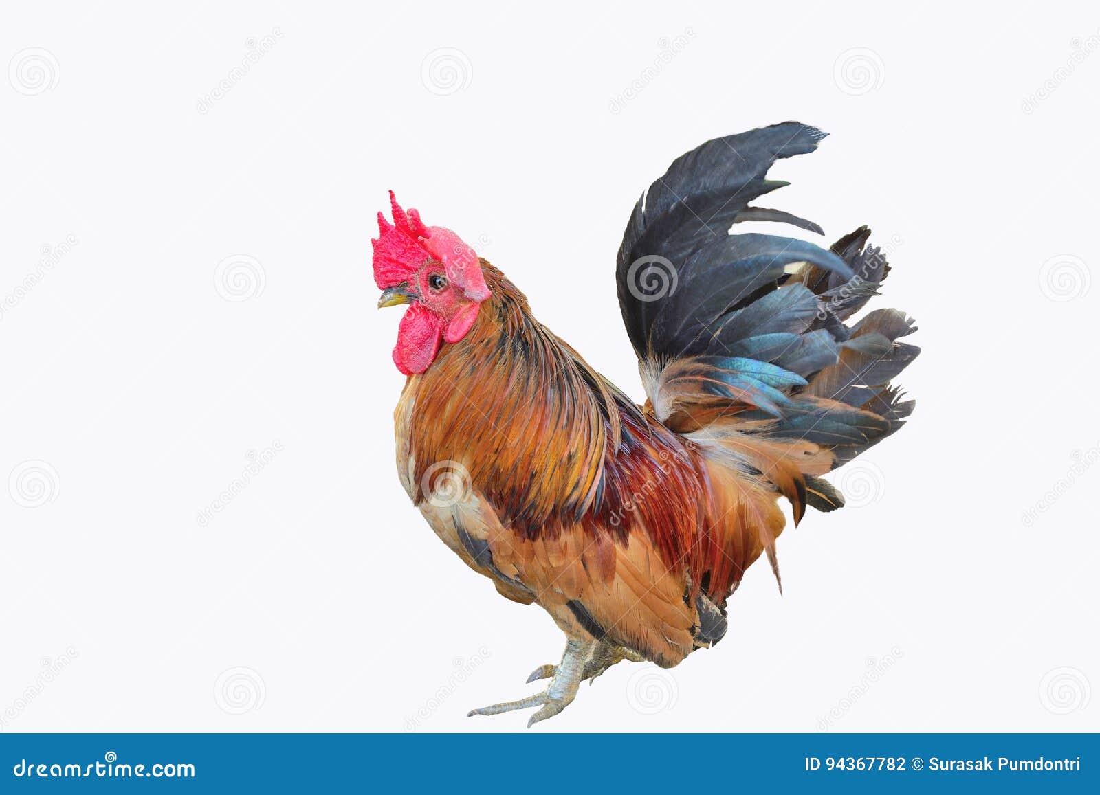 Portrait Of Bantam Chickens Royalty-Free Stock Photography ...