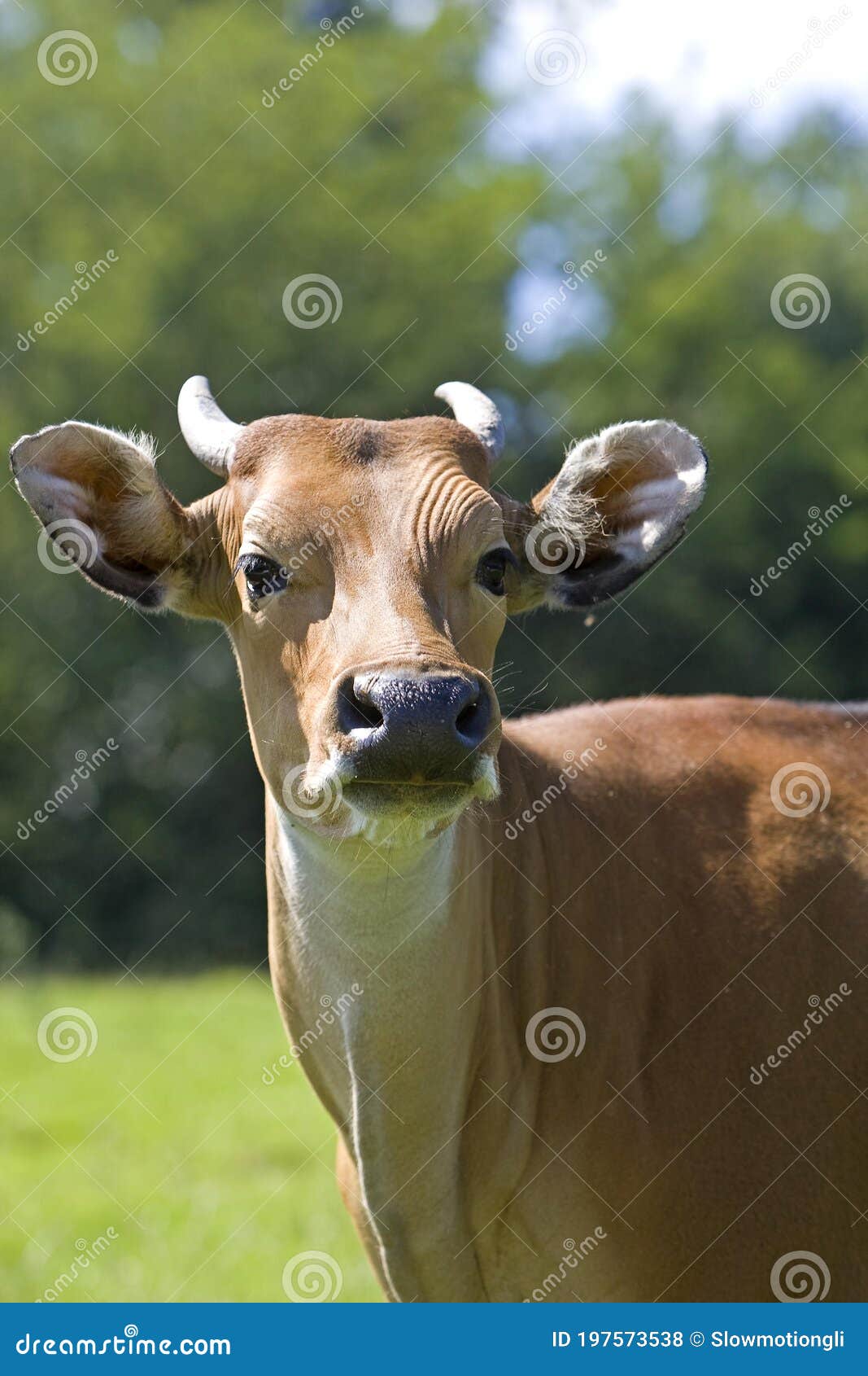 Portrait of Banteng, Bos Javanicus Stock Photo - Image of ungulate ...