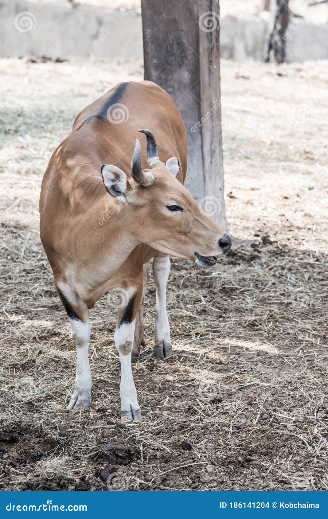 Portrait of a banteng stock photo. Image of huge, mammalia - 186141204