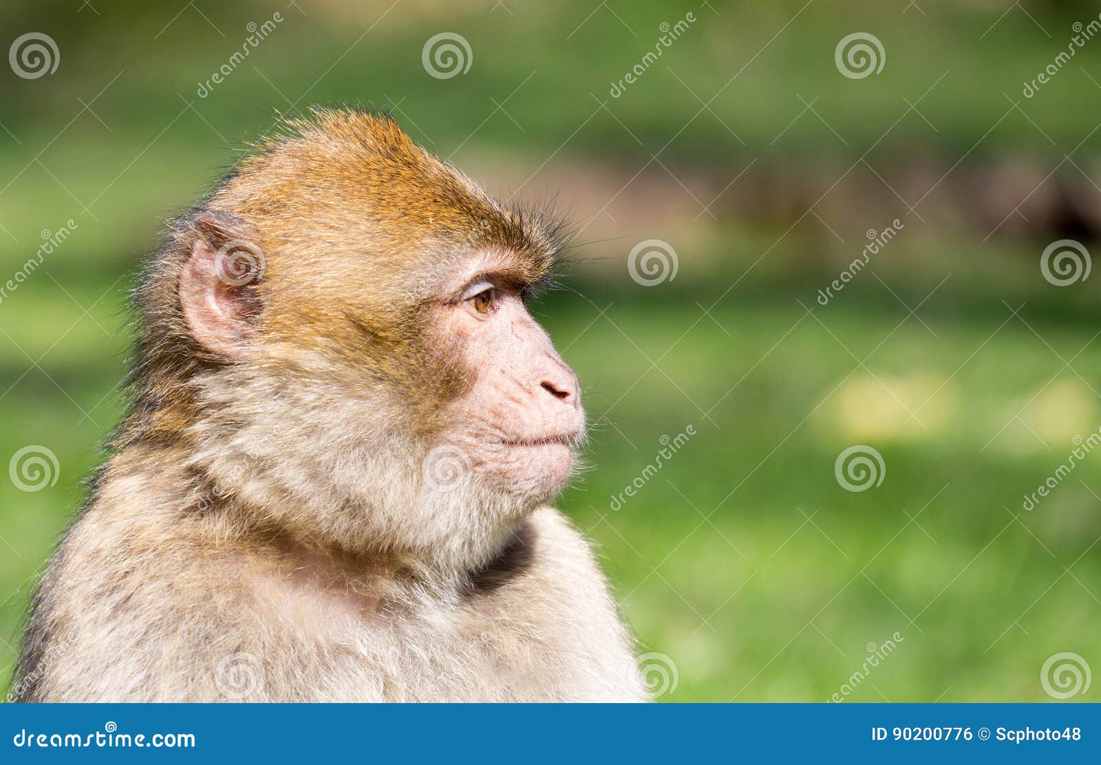 Portrait of a Barbary Macaque Stock Photo - Image of sitting, primate ...
