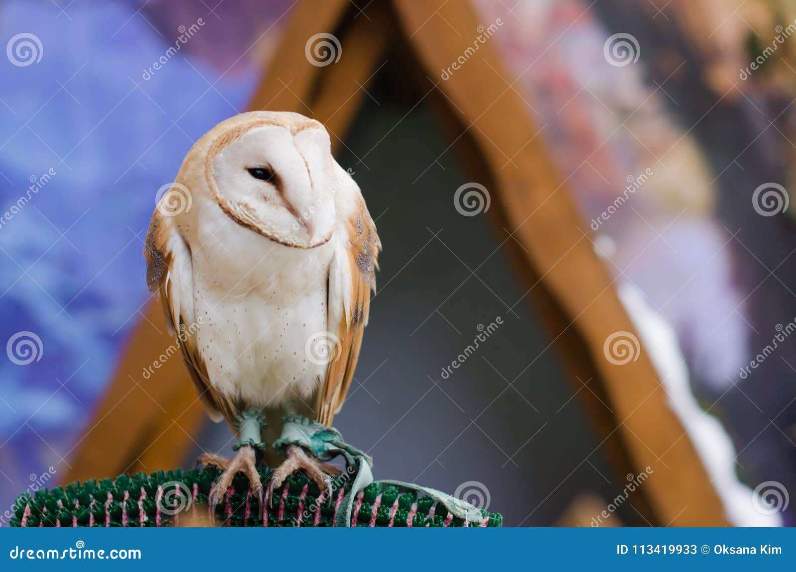 Portrait of a Barn Owl stock image. Image of feathers - 113419933
