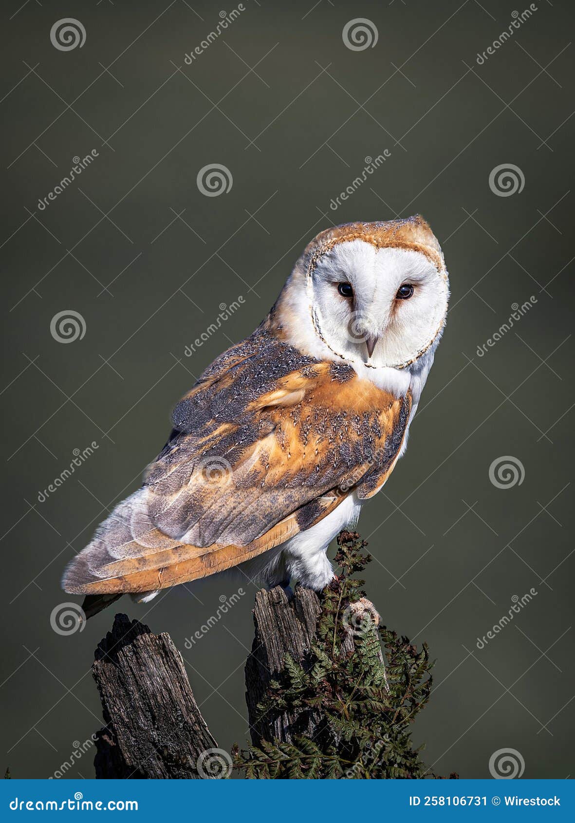 Portrait of a Barn Owl on a Tree Stump Stock Image - Image of blur ...