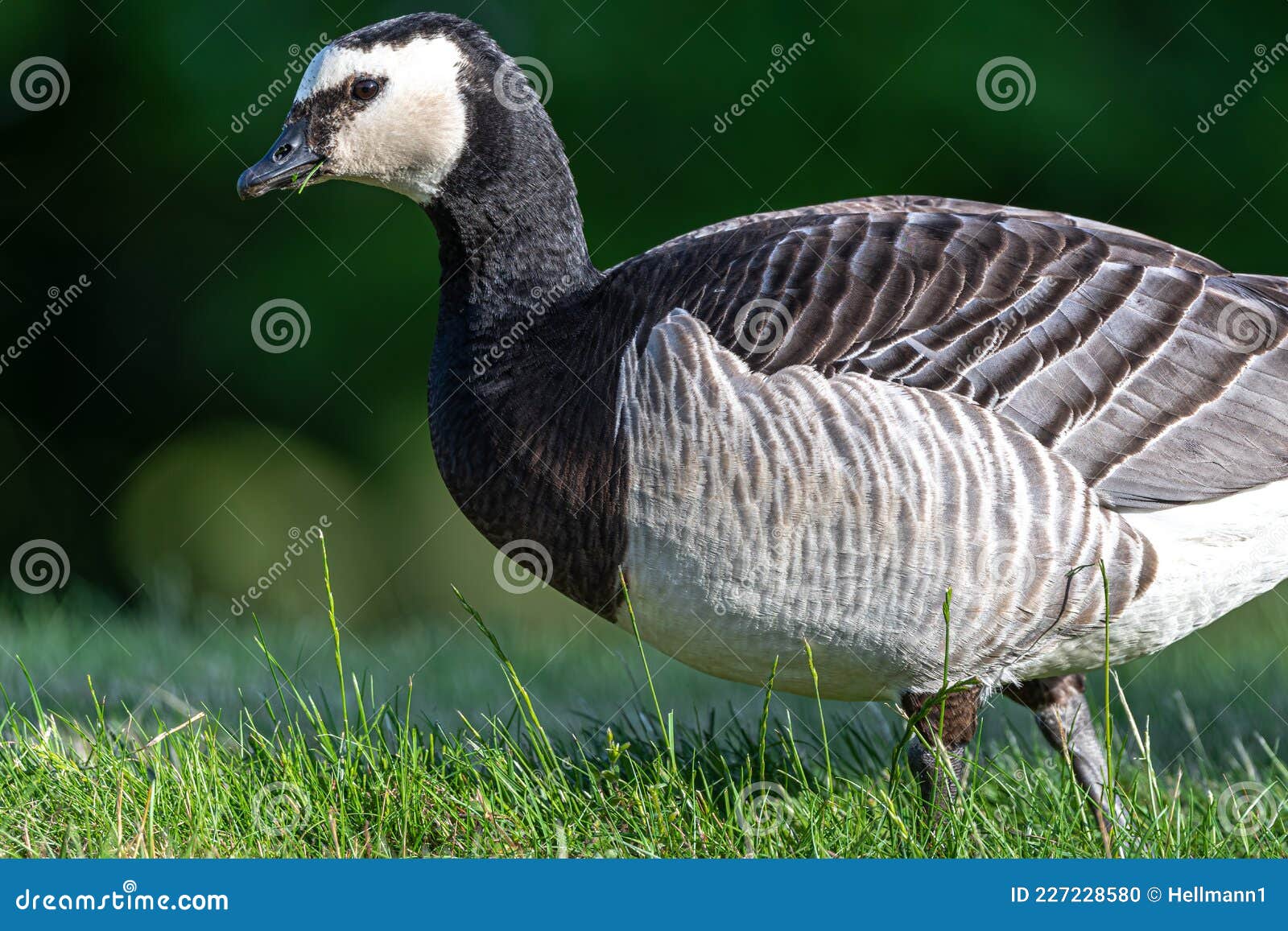 Portrait of a Barnacle Goose Stock Photo - Image of quill, barnacle ...
