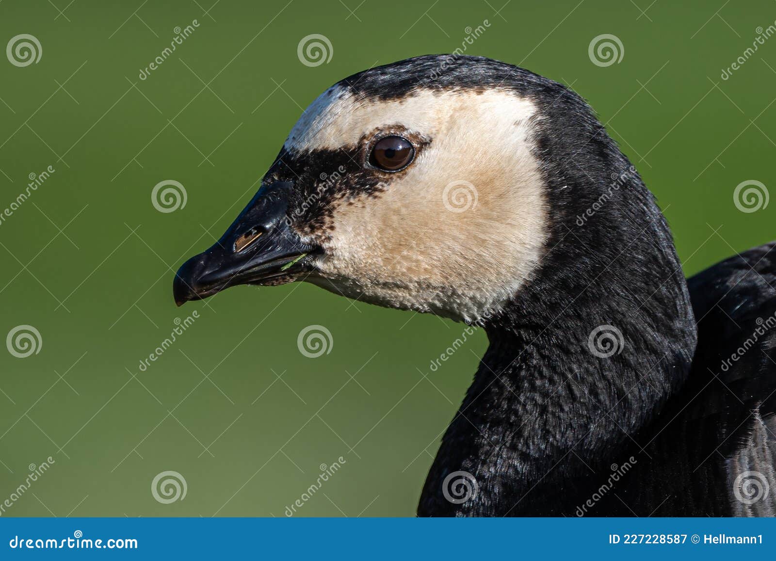 Portrait of a Barnacle Goose Stock Image - Image of barnacle, plumage ...