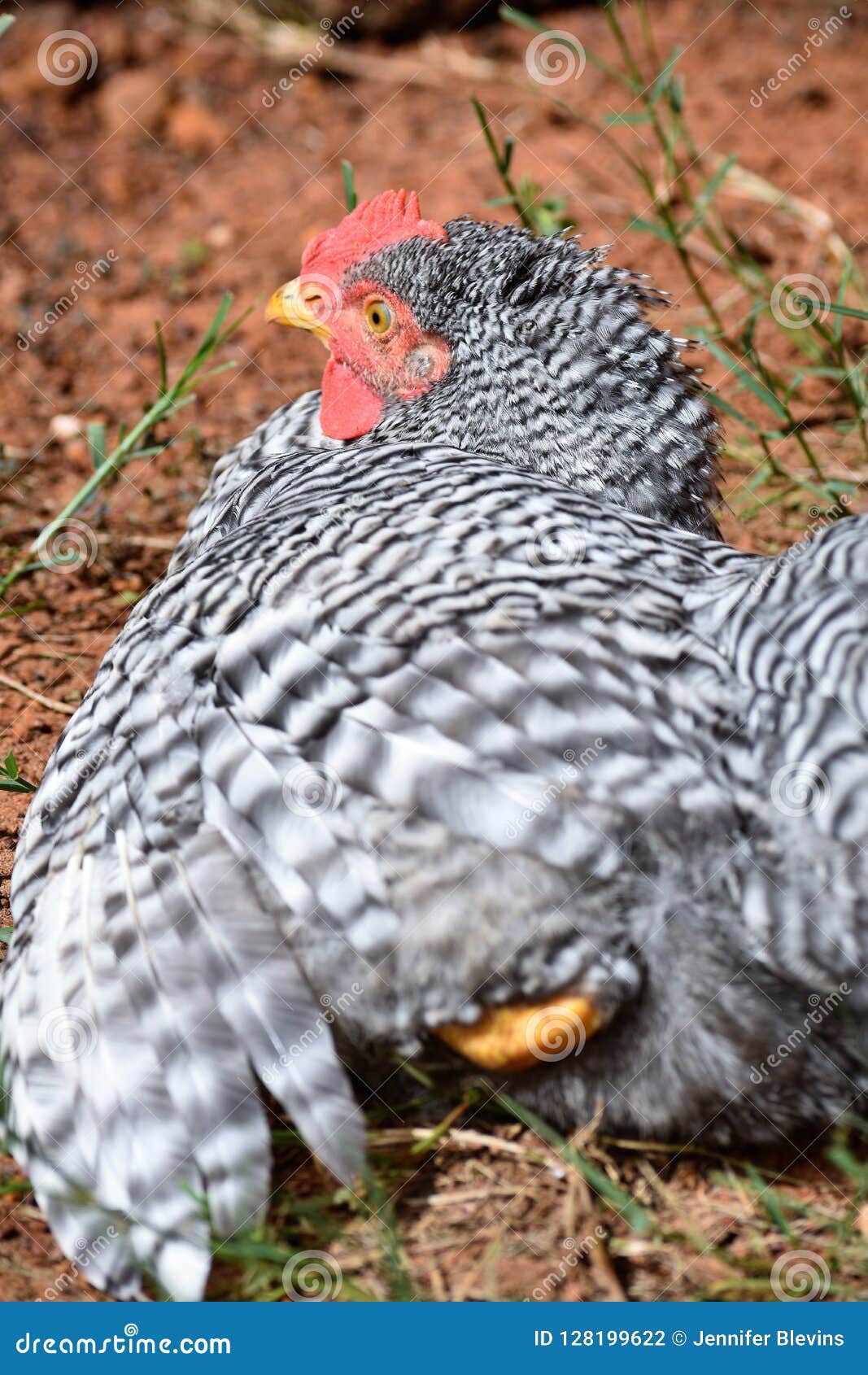 Barred Rock Rooster Laying Down Portrait Stock Photo - Image of ...