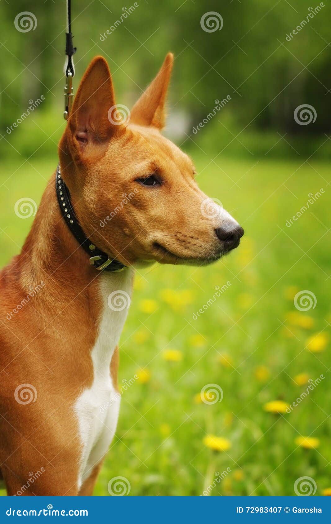 Portrait of Basenji dog stock image. Image of barking - 72983407