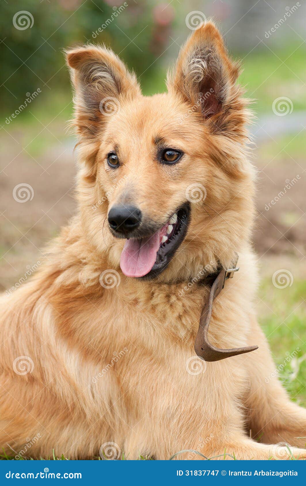 Portrait Basque De Chien De Berger Image stock - Image du saison ...