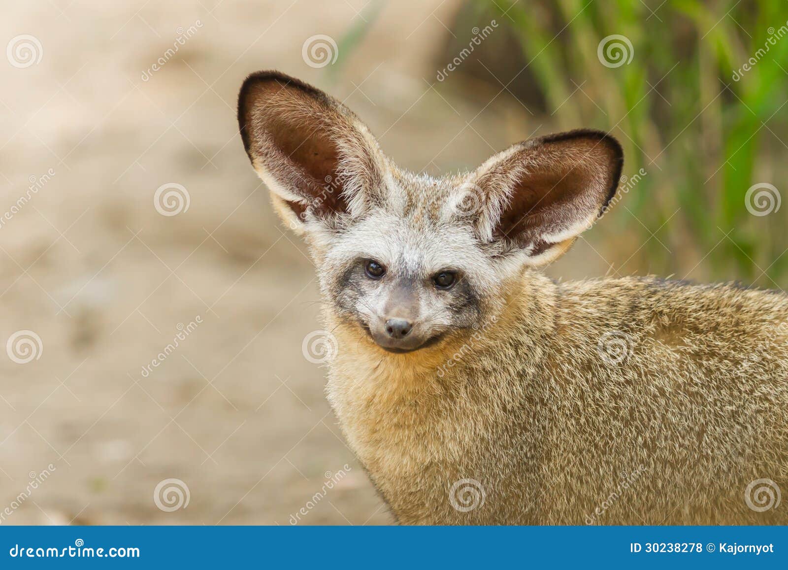 The Portrait Of Bat-eared Fox Stock Image | CartoonDealer.com #29039101
