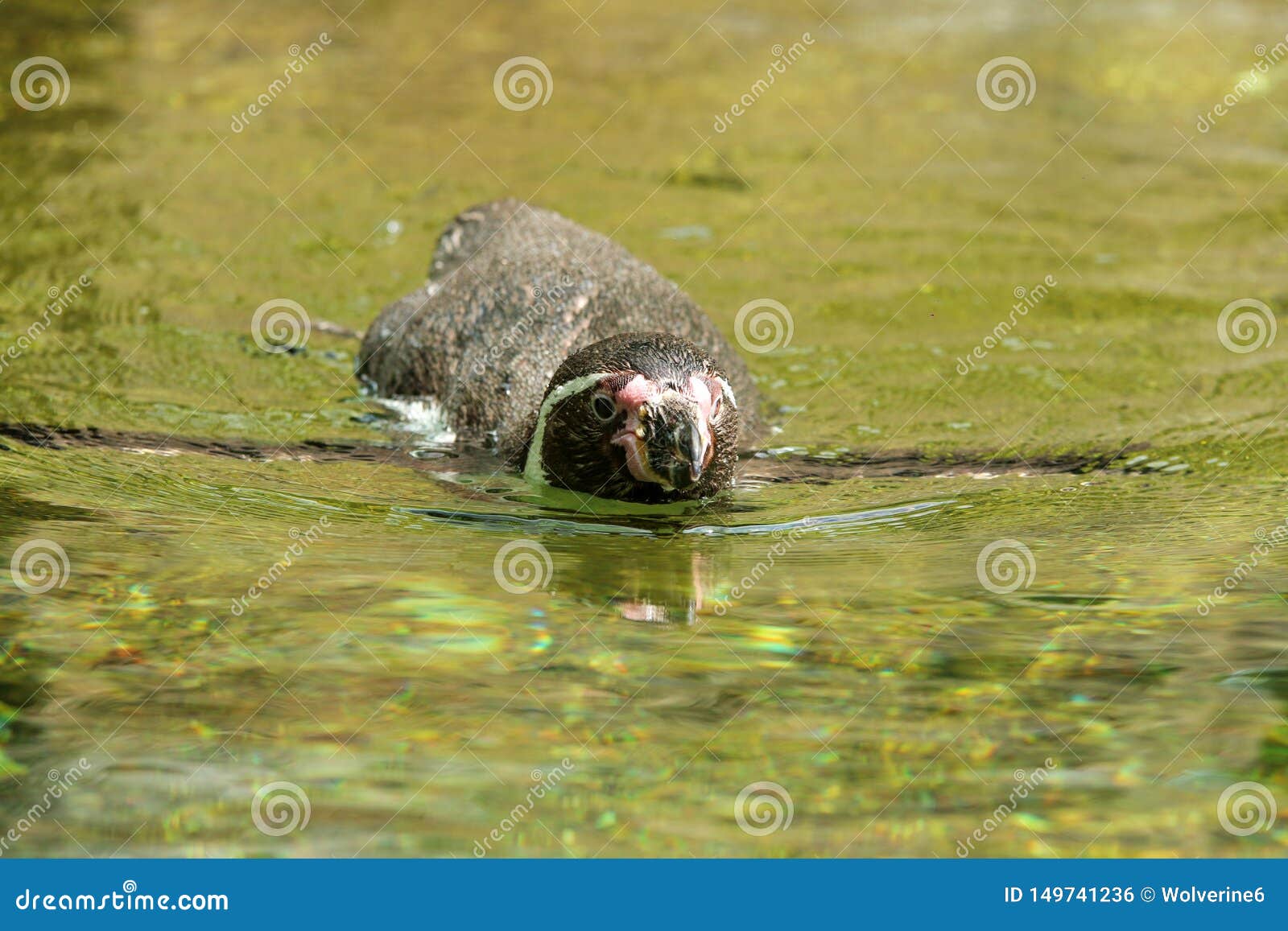 Portrait of a Bathing Penguin Stock Photo - Image of charming, nature ...