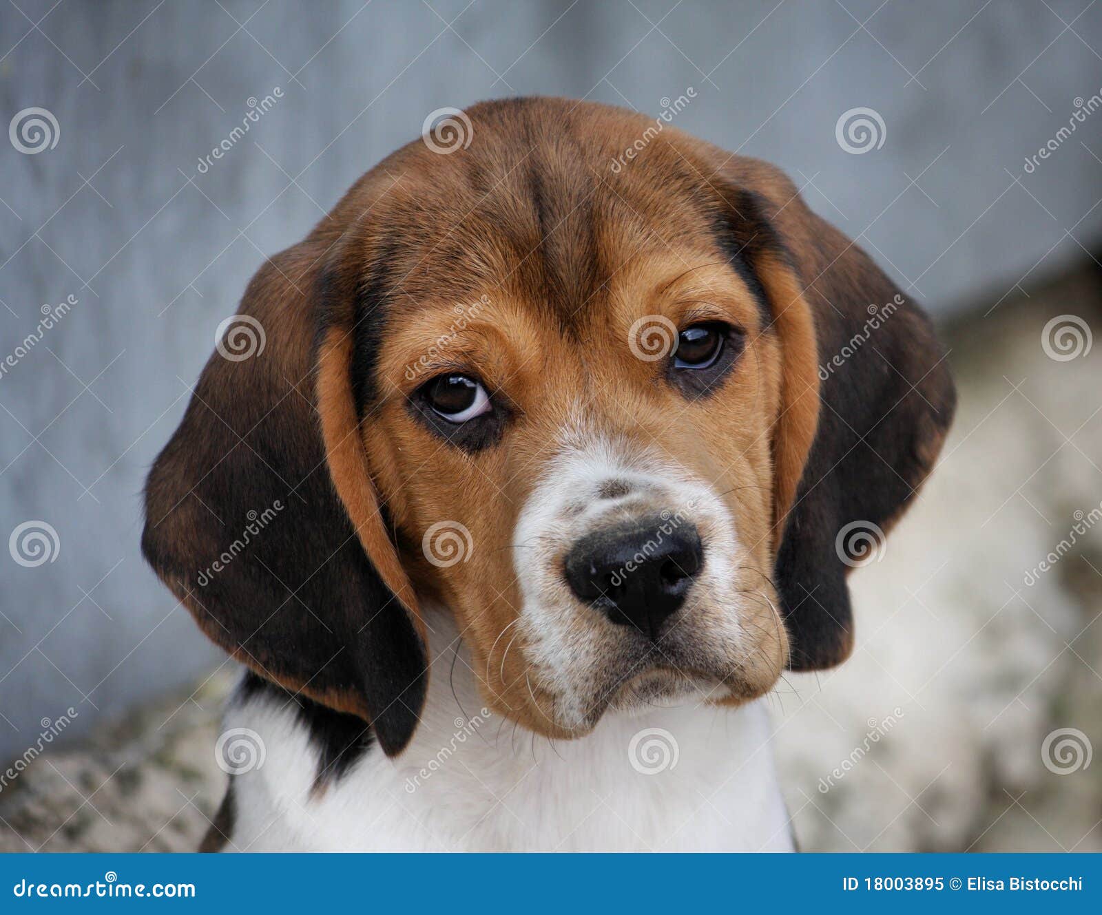 Portrait of a Beagle stock image. Image of canine, hound - 18003895