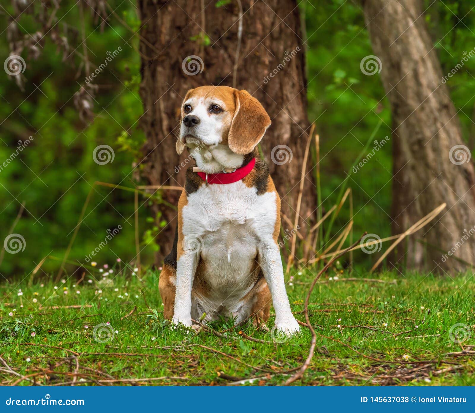 Beagle Dog Pet Sitting Outdoors in Spring Stock Photo - Image of funny ...