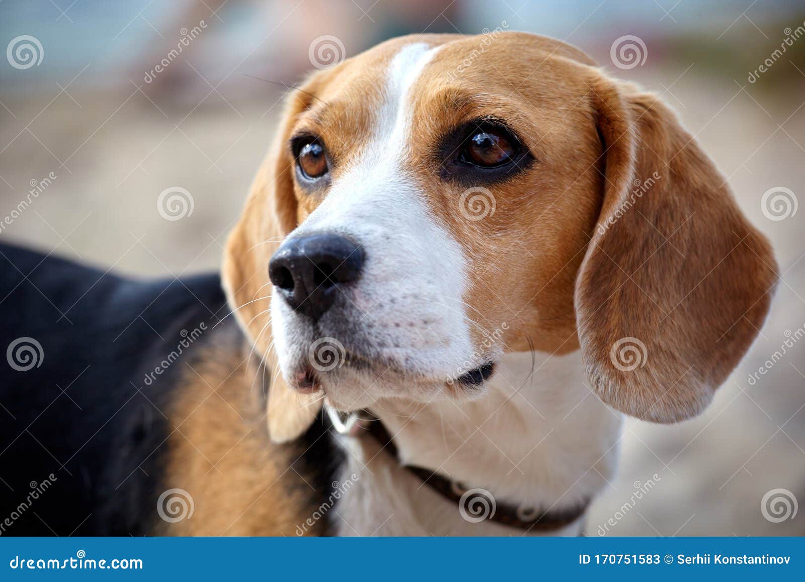 Portrait of Beagle Dog Walking Around Stock Image - Image of yard ...